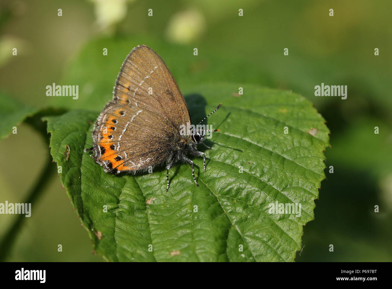 Satyrium pruni hi-res stock photography and images - Alamy