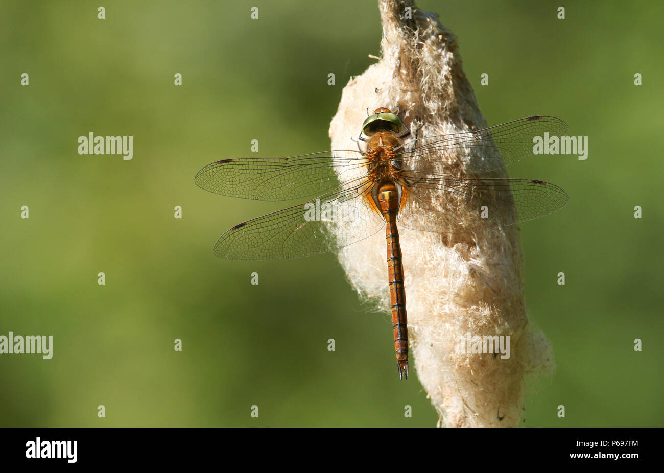 A beautiful Norfolk Hawker Dragonfly (Anaciaeschna isoceles) perching ...