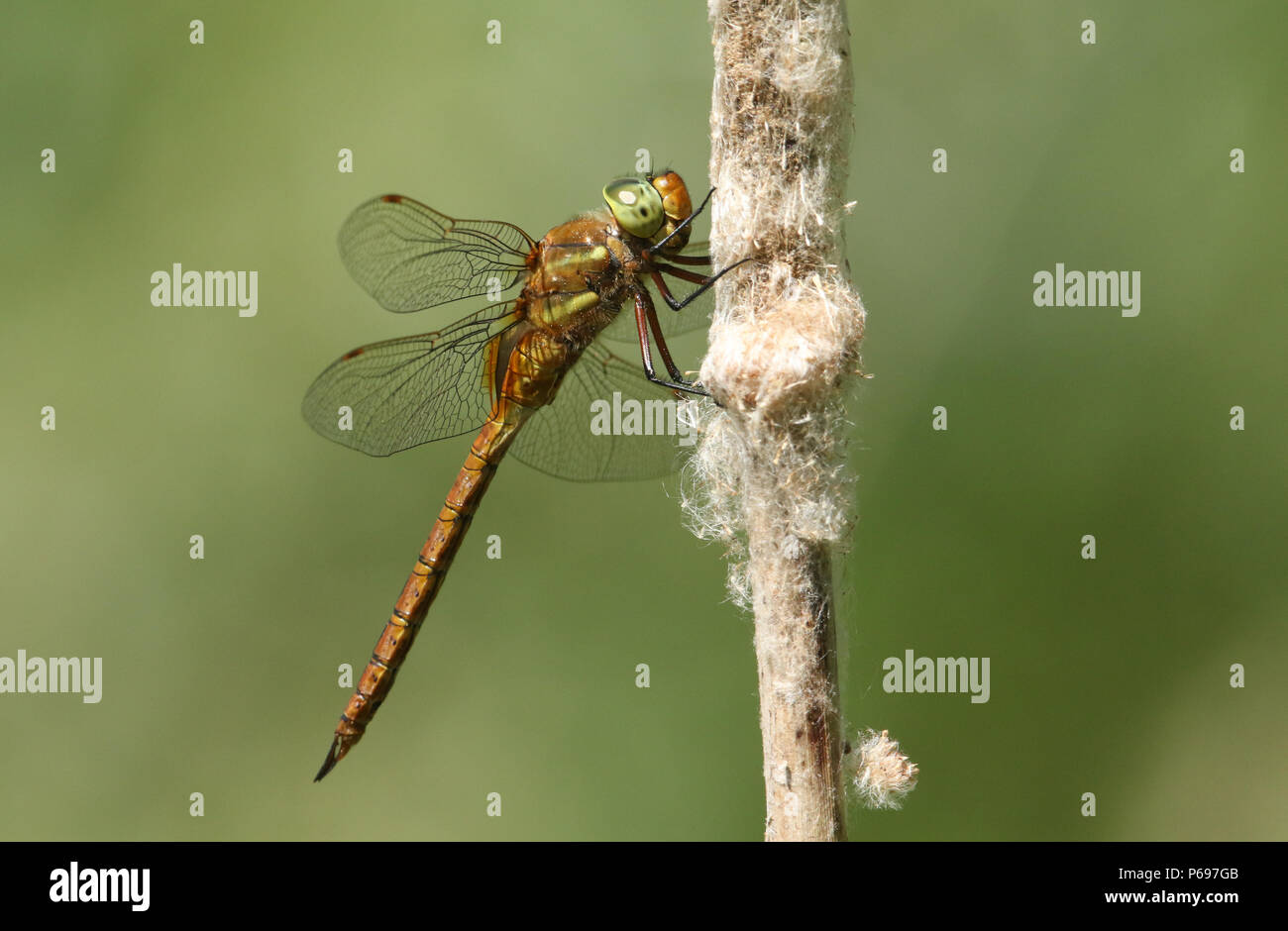 A beautiful Norfolk Hawker Dragonfly (Anaciaeschna isoceles) perching ...