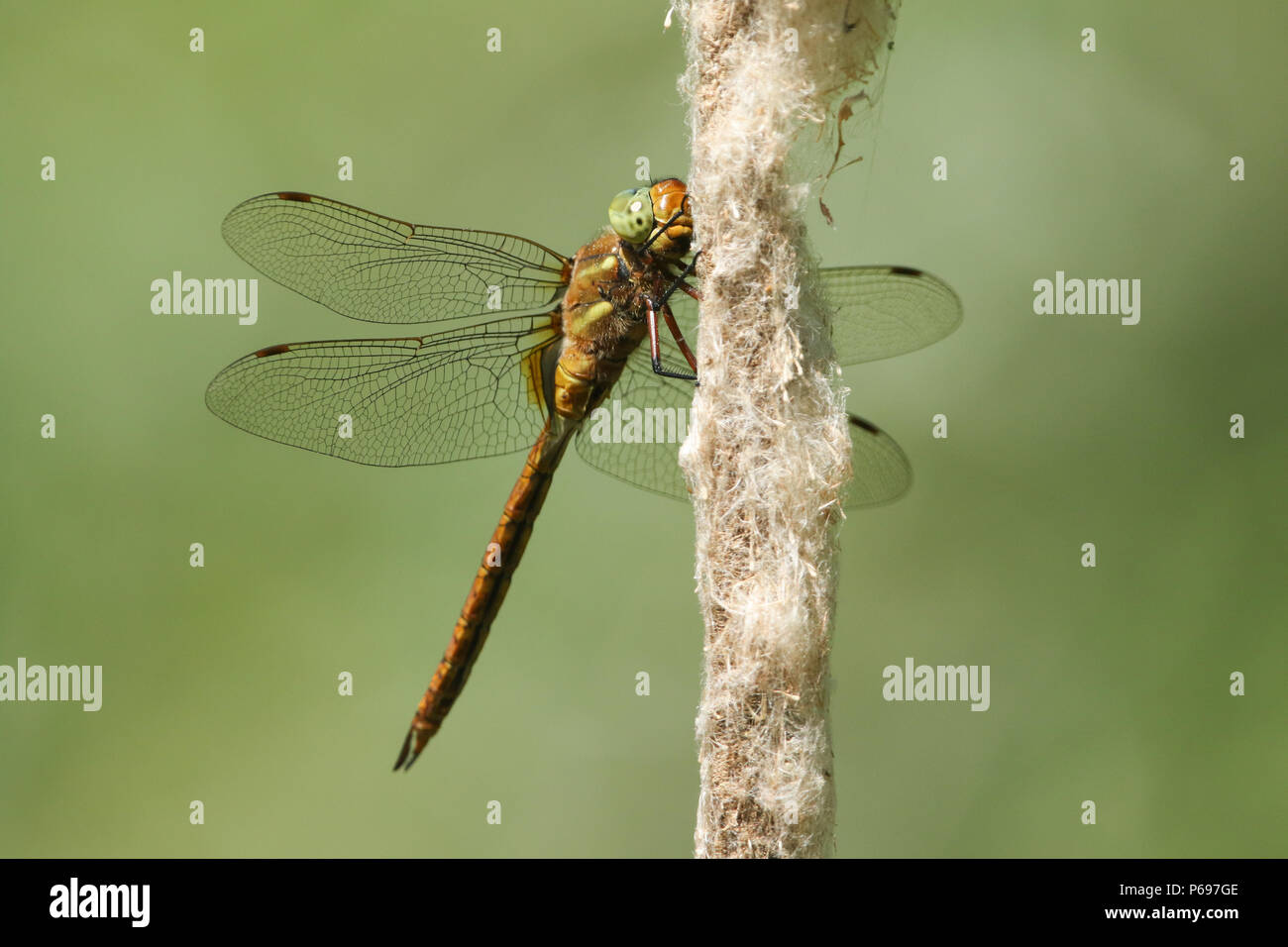 A beautiful Norfolk Hawker Dragonfly (Anaciaeschna isoceles) perching ...
