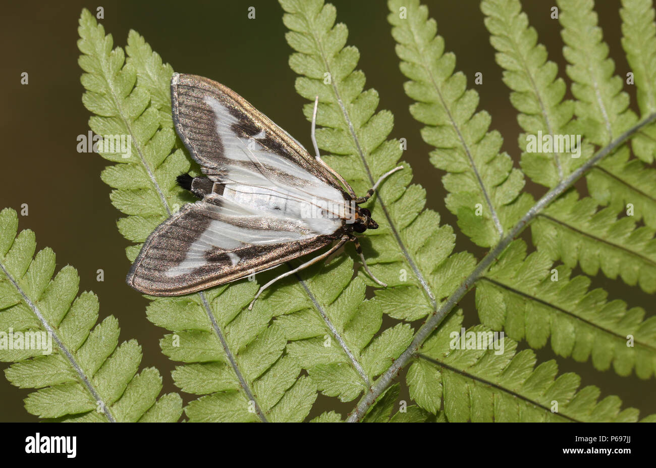 A pretty Box Tree Moth (Cydalima perspectalis) perching on a fern Stock ...