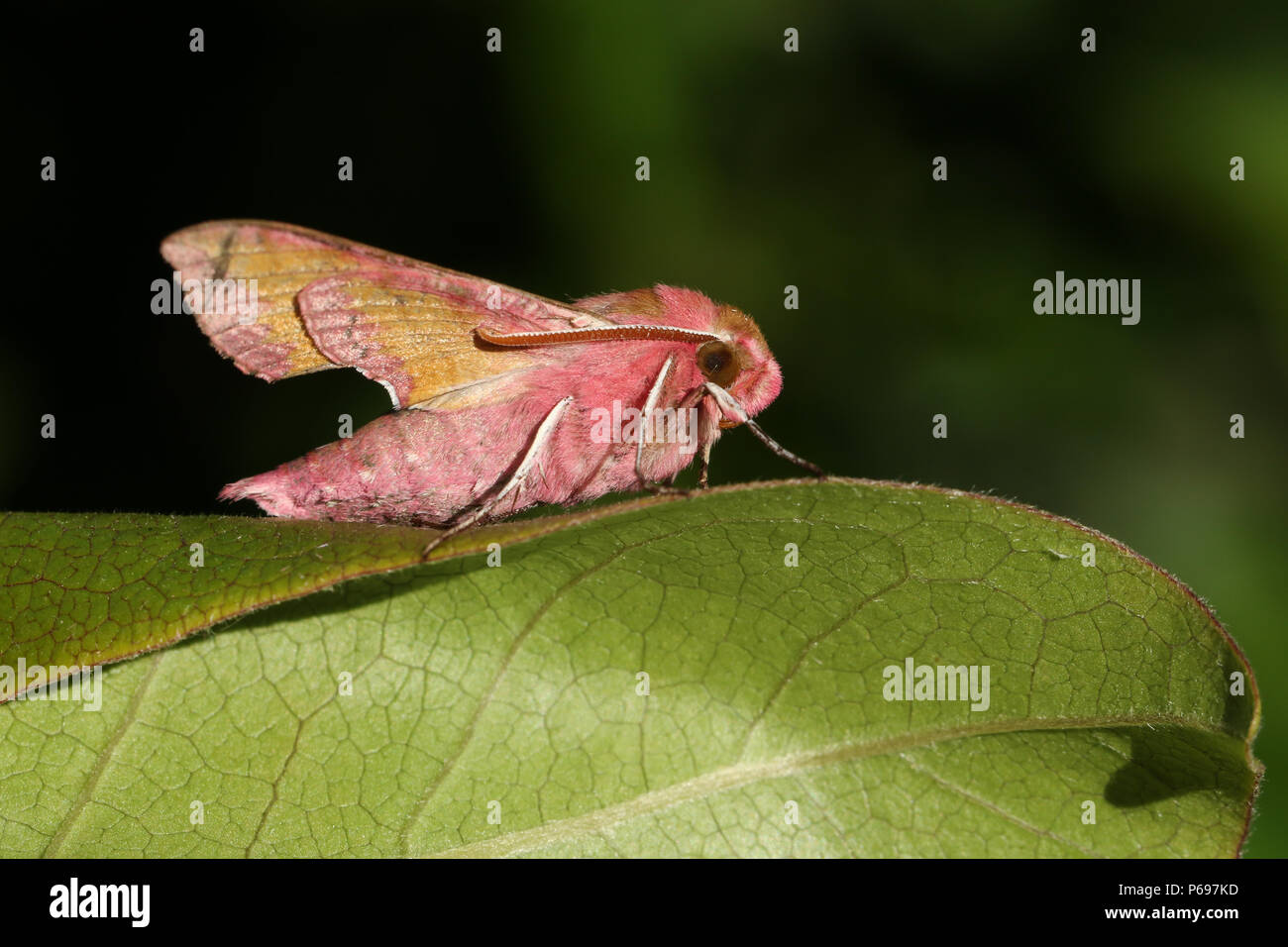A stunning Small Elephant Hawk-moth (Deilephila porcellus) perching on ...