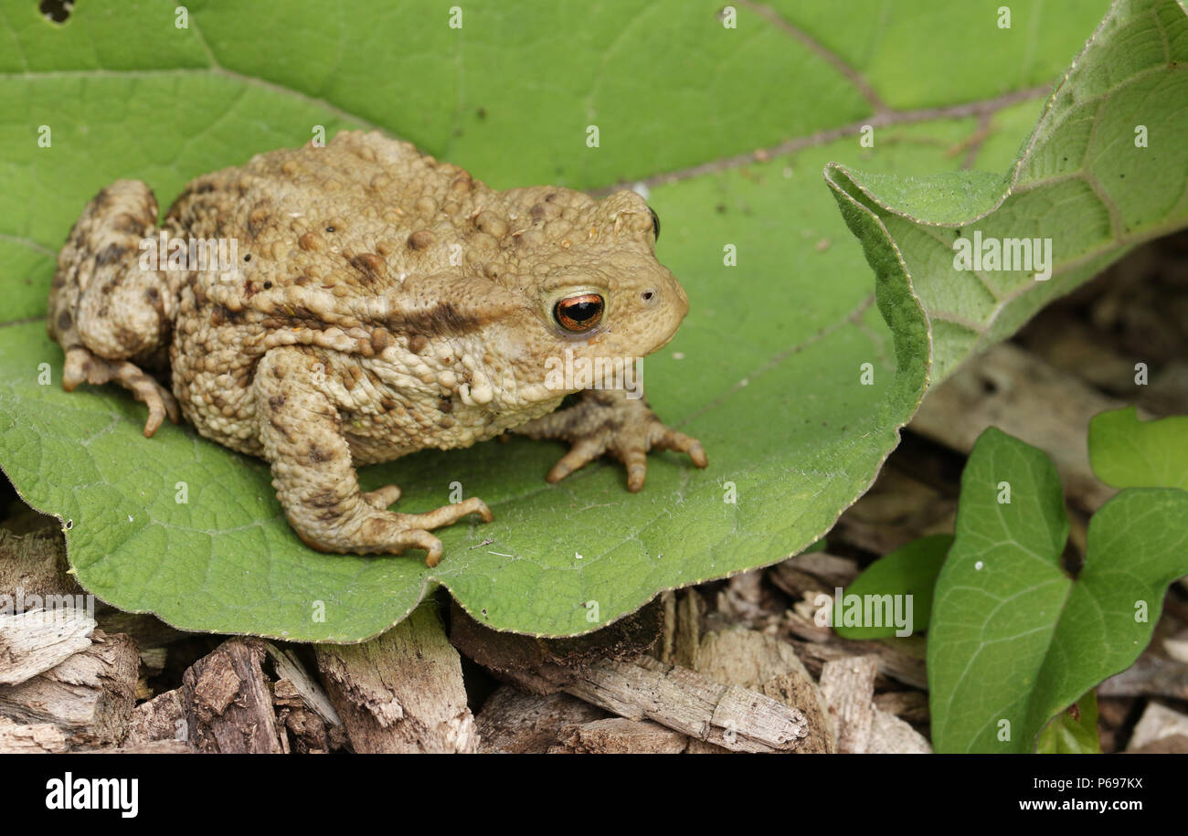 A large hunting Common Toad (Bufo Bufo) sitting on a leaf Stock Photo ...
