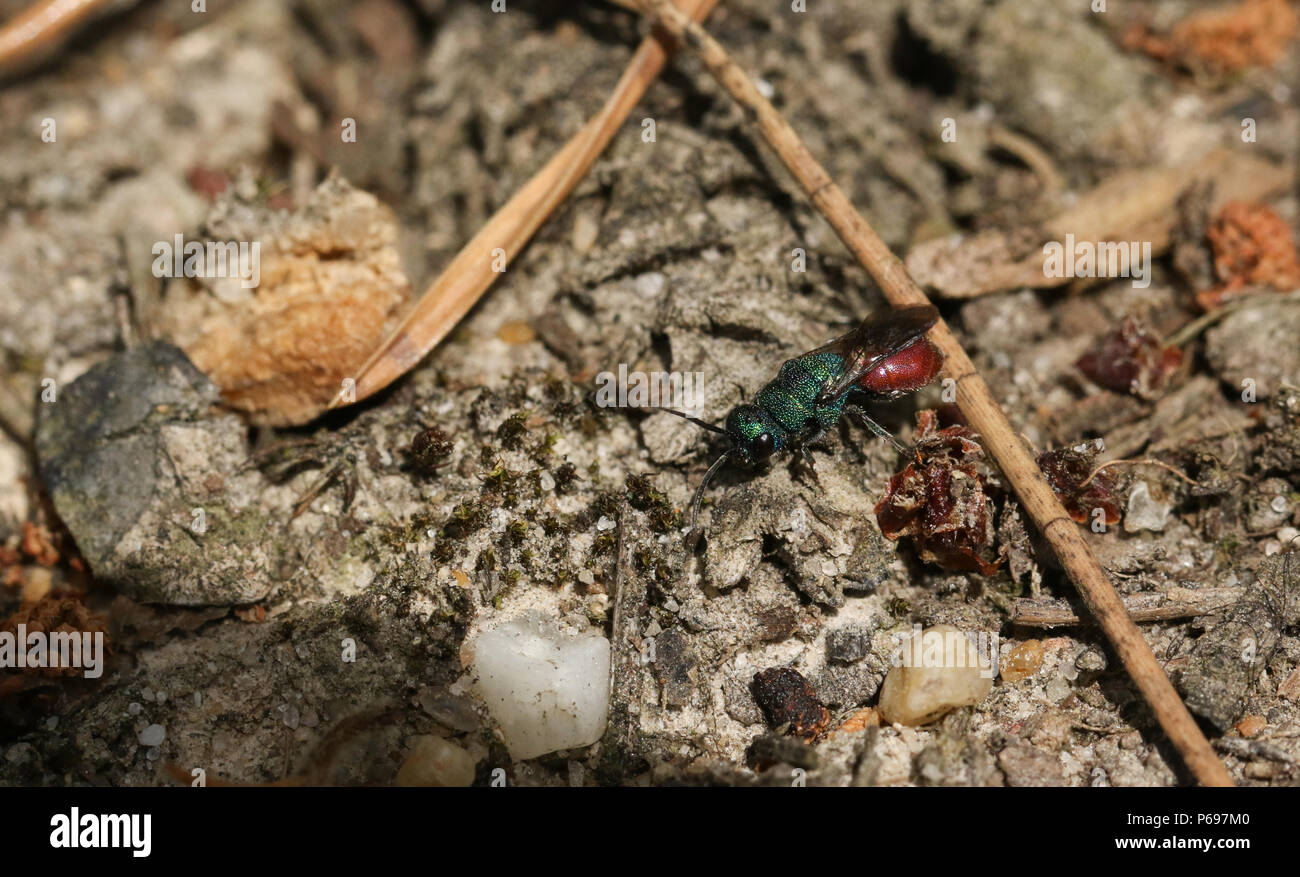 A beautiful hunting Ruby-tailed Wasp (Chrysis ignita) perching on the ...