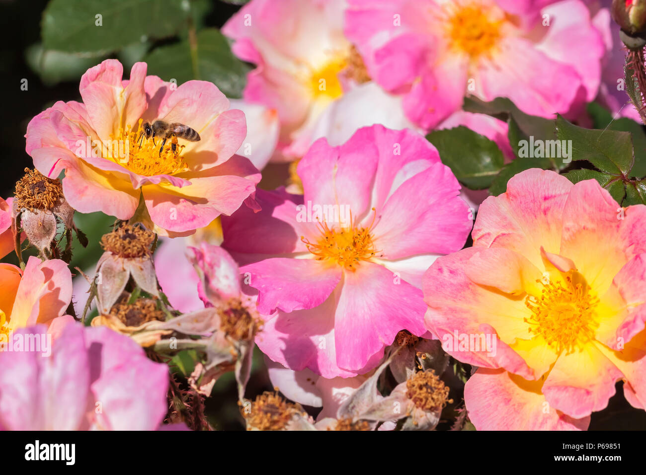 Western honey bee (Apis mellifera) and the Watercolors Home Run roses ...
