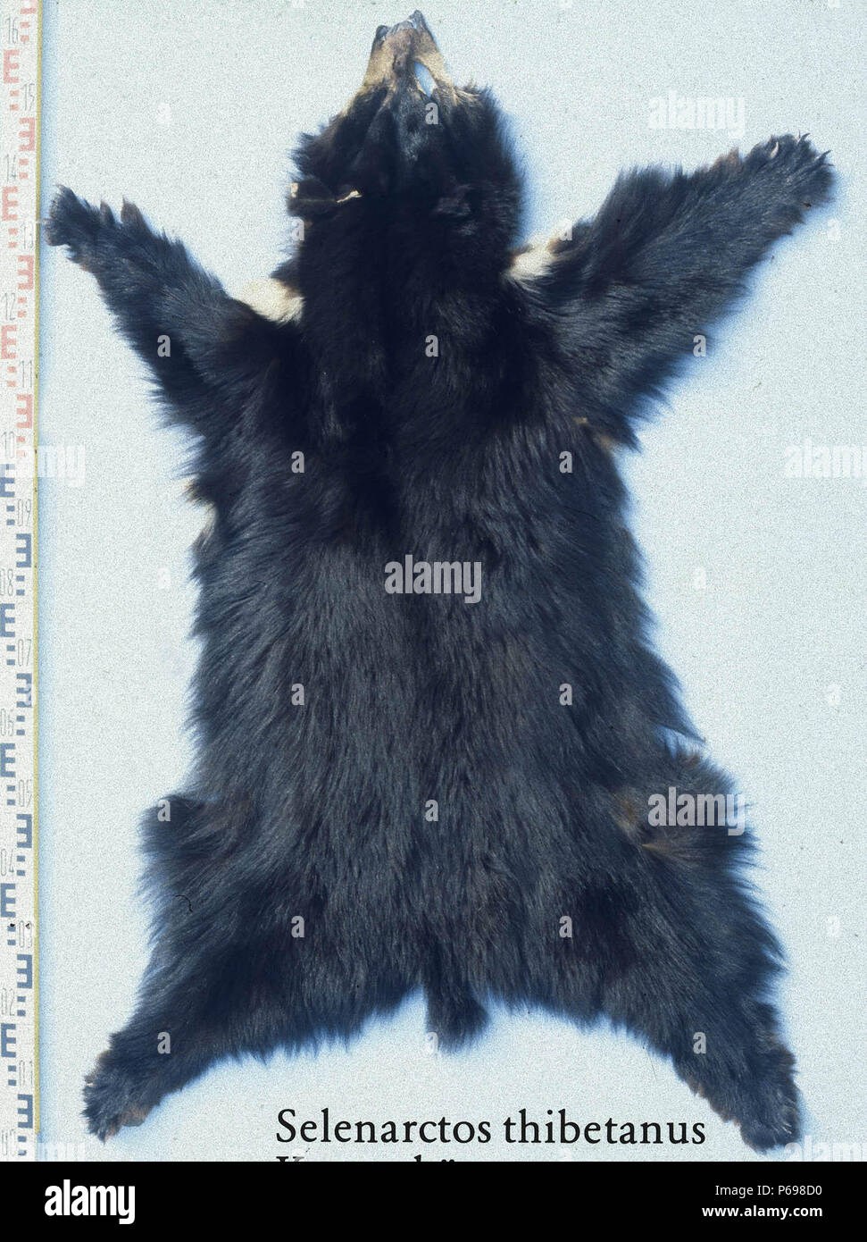 Black bear skin hi-res stock photography and images - Alamy
