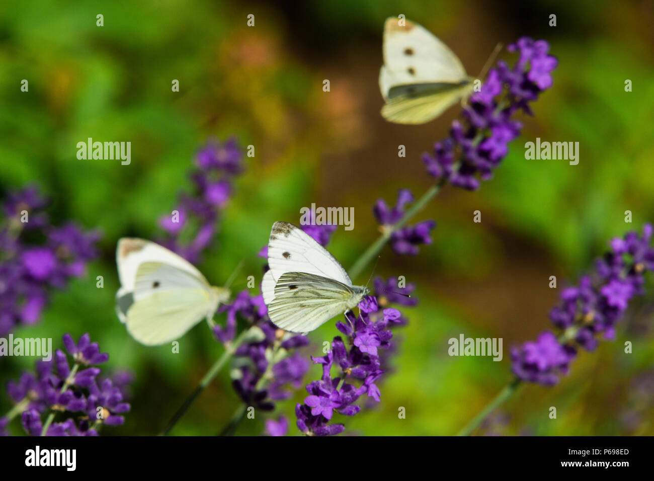 Large yellow butterfly on violet levander flower Stock Photo - Alamy