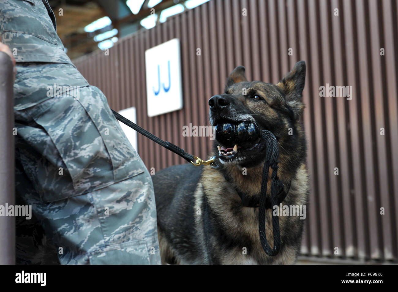 Tsa Security Dog High Resolution Stock Photography and Images - Alamy