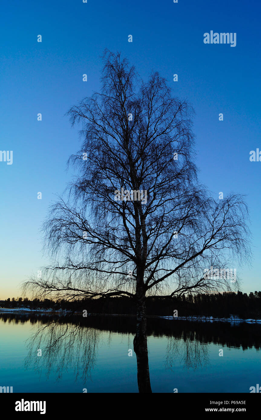 Tree in sunset in Norway Stock Photo - Alamy