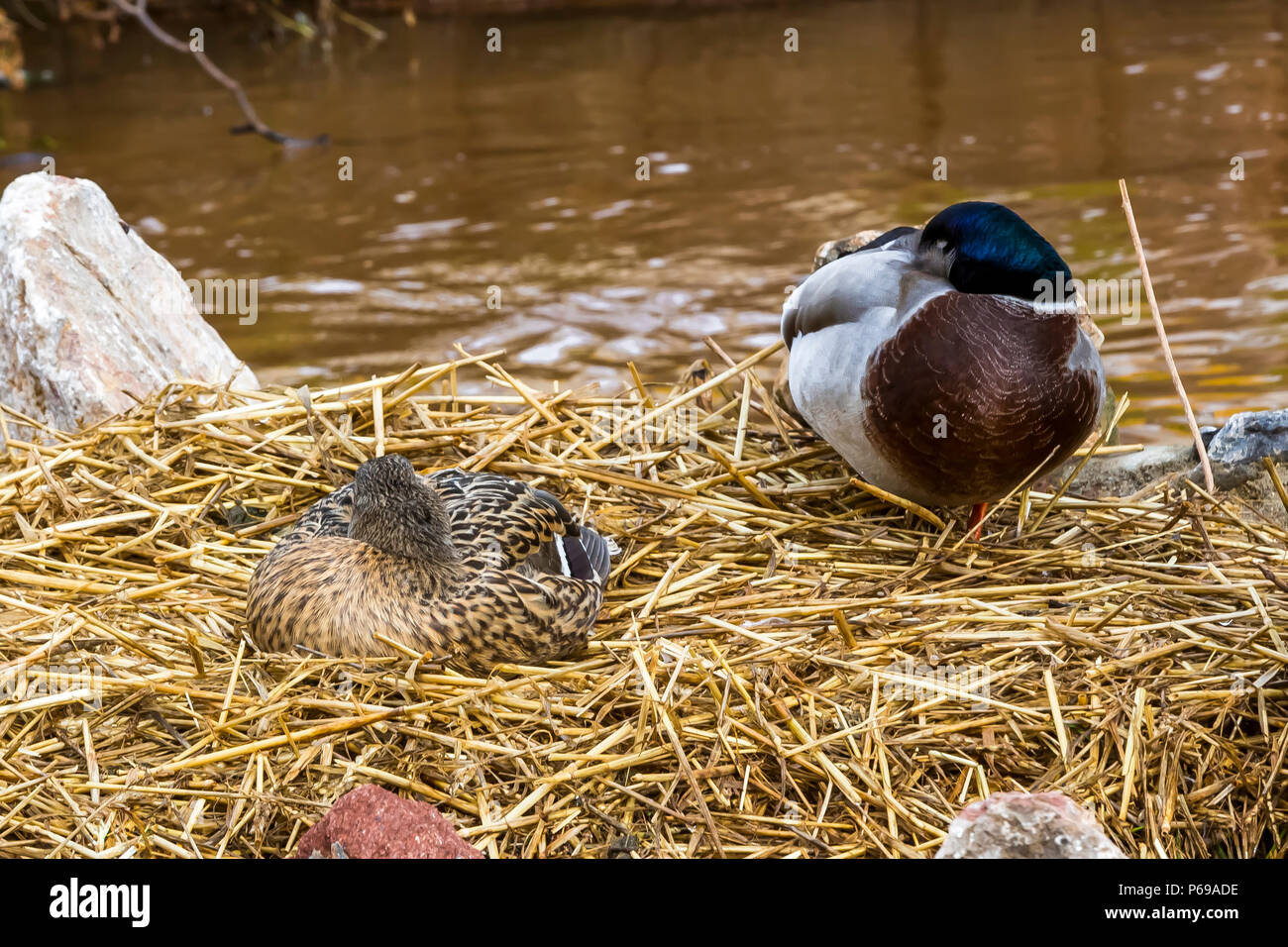 A nest of mallards on the bubbling River Dart with it's boulders and ...