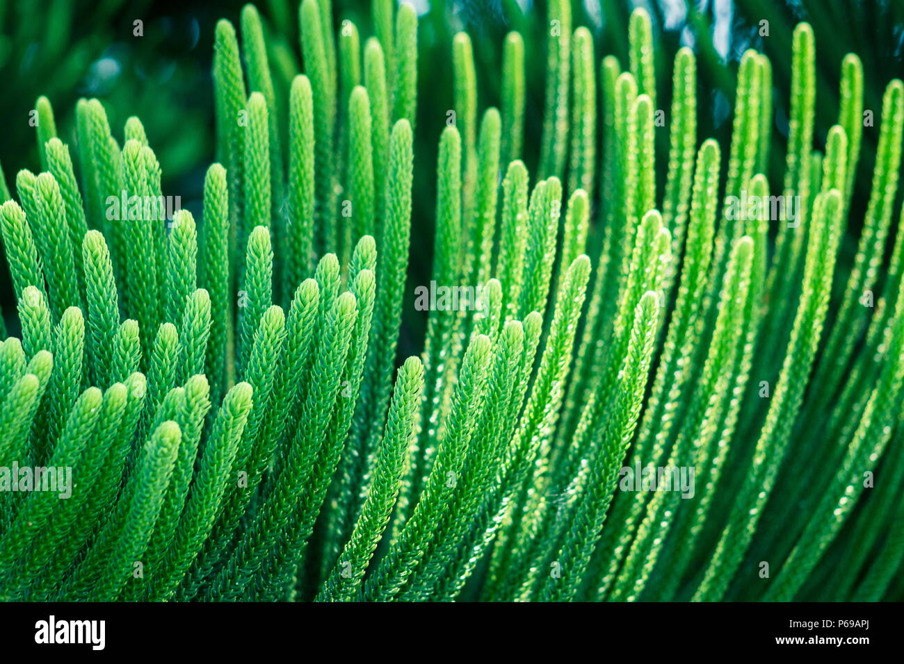 Araucaria heterophylla hi-res stock photography and images - Alamy