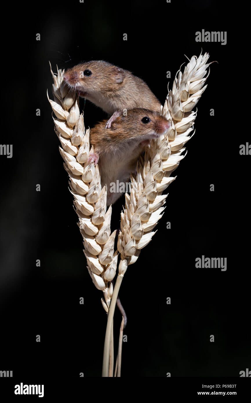 2 Two mice between sheaf's of wheat Stock Photo - Alamy