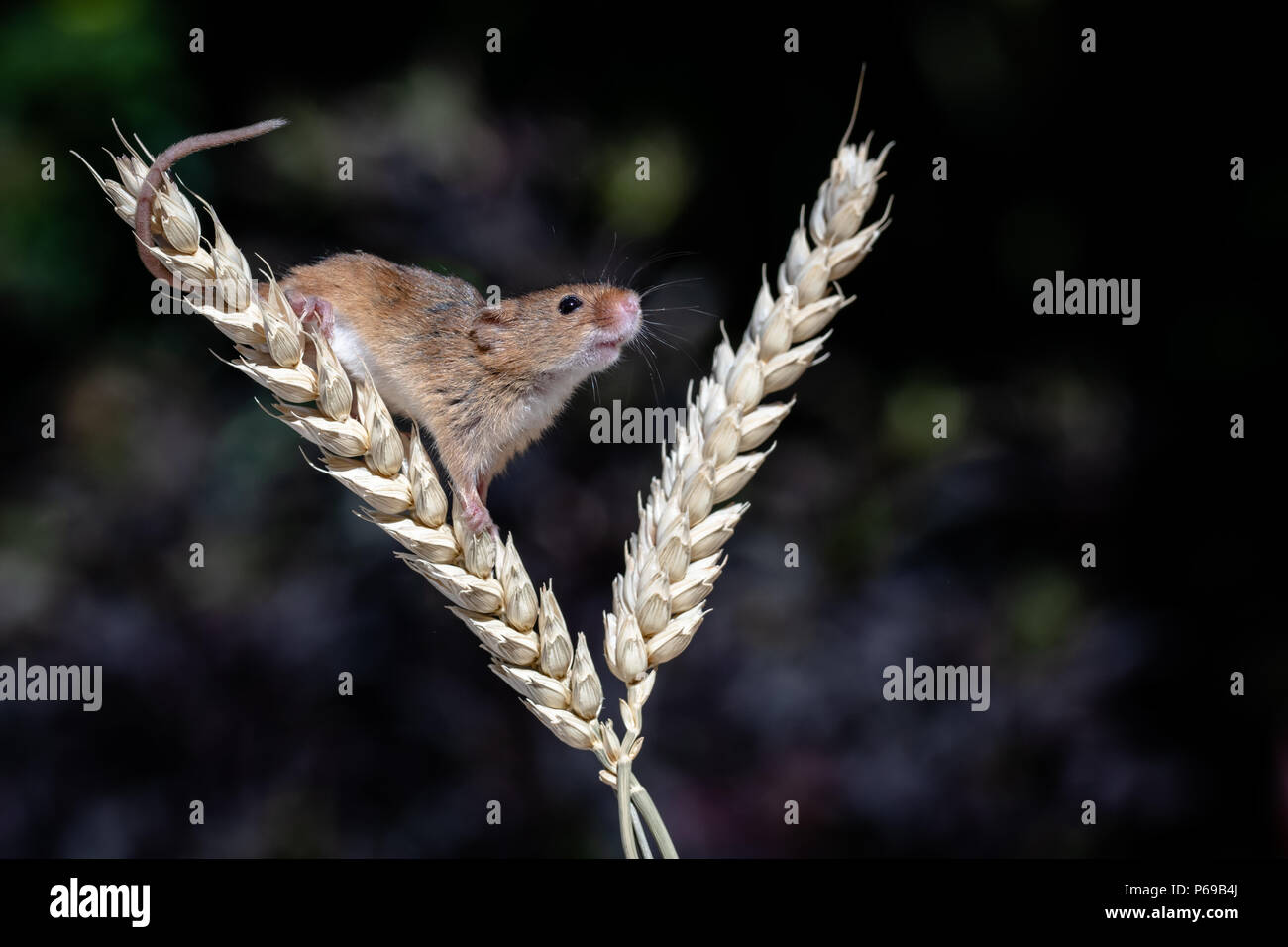 Mouse nose hi-res stock photography and images - Alamy