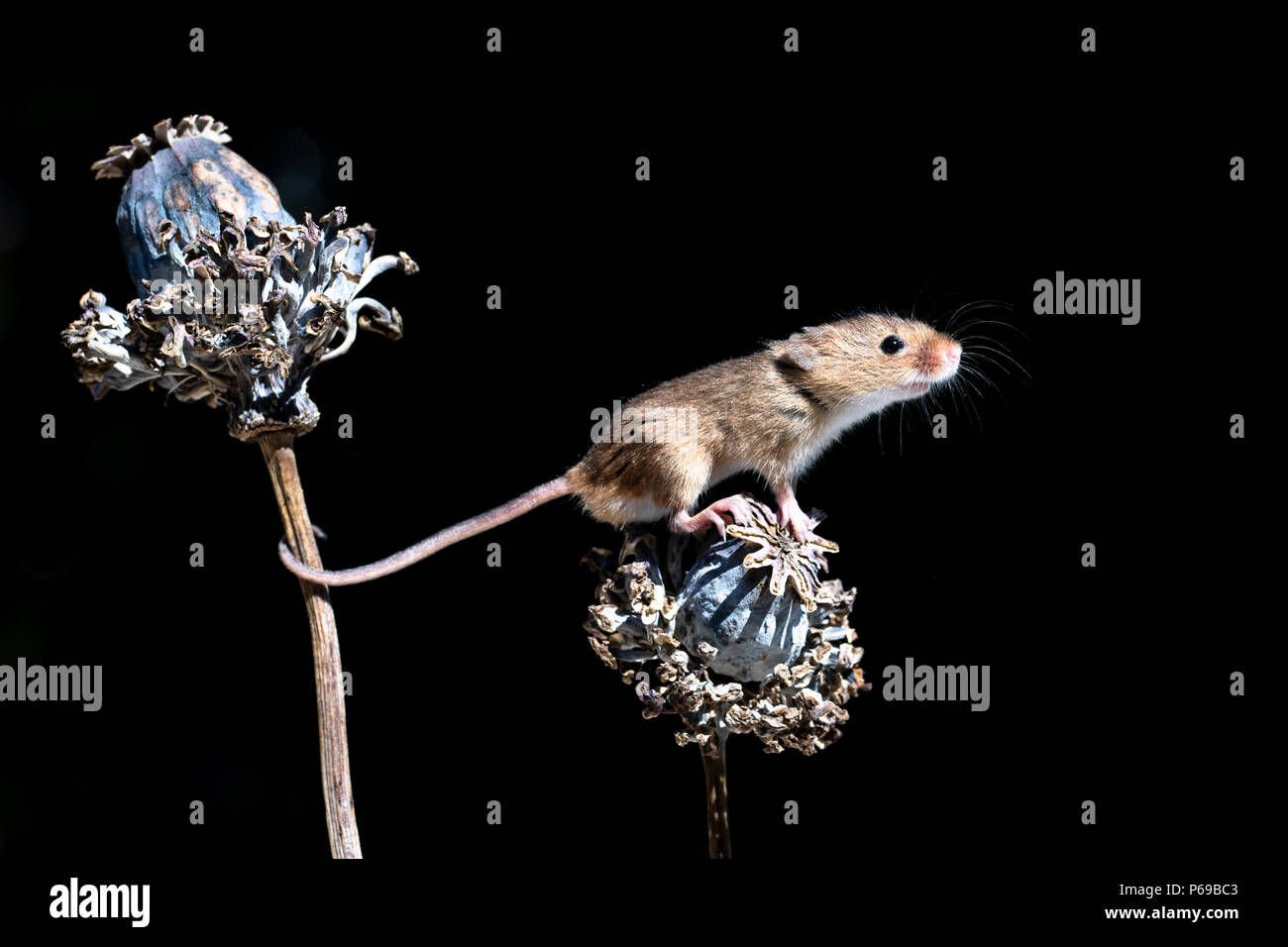 Long wild stem flower hi-res stock photography and images - Alamy