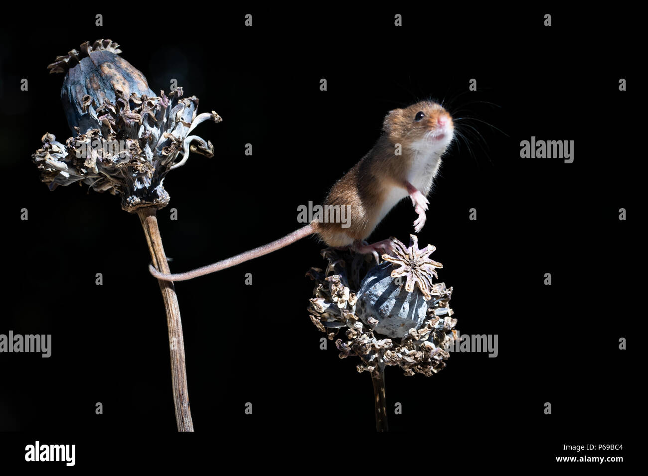 Tail balance hi-res stock photography and images - Alamy