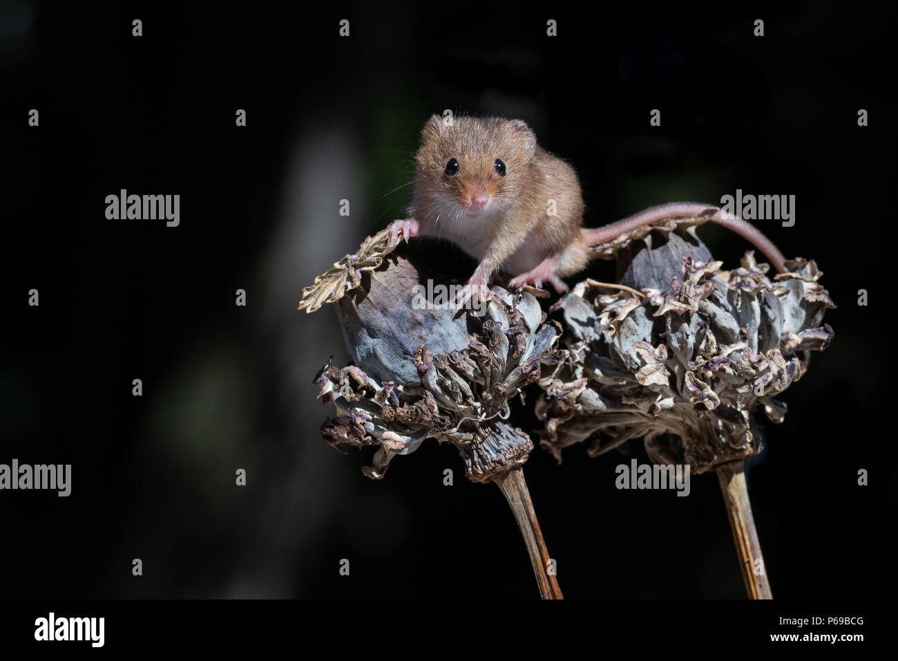 Mouse nose hi-res stock photography and images - Alamy