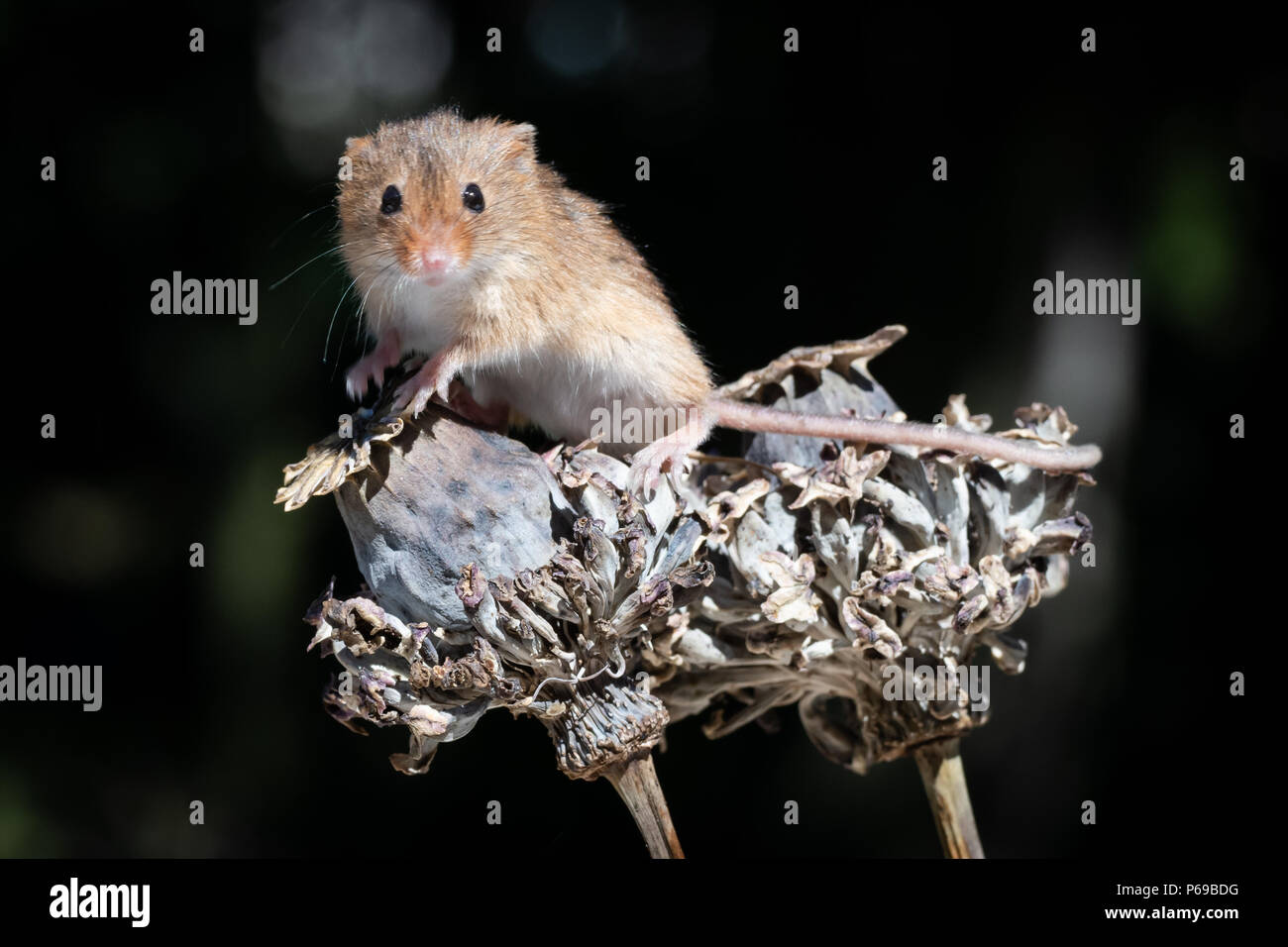 Single mouse hi-res stock photography and images - Alamy
