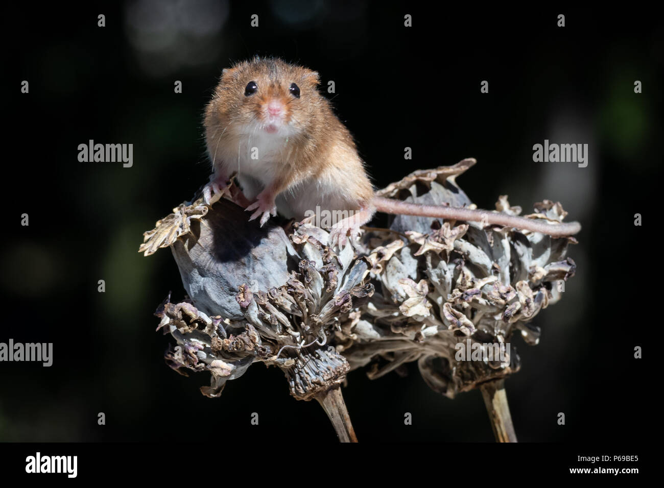 Mouse nose hi-res stock photography and images - Alamy