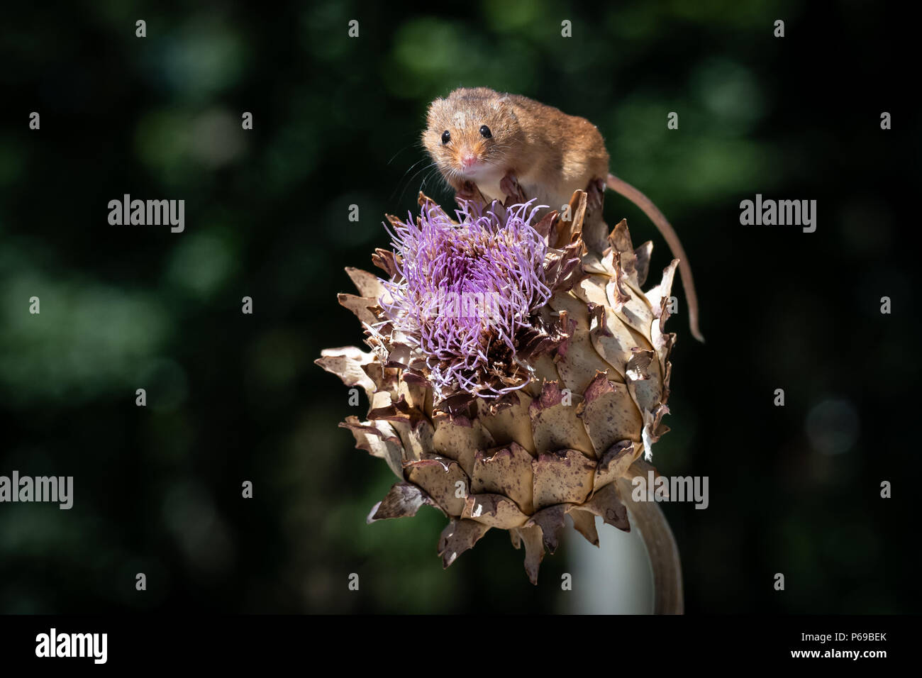Mouse nose hi-res stock photography and images - Alamy