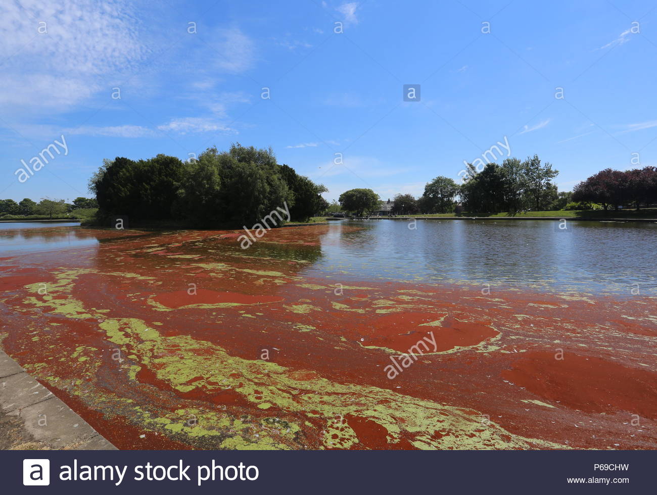 Red Algae Bloom Stock Photos & Red Algae Bloom Stock Images - Alamy