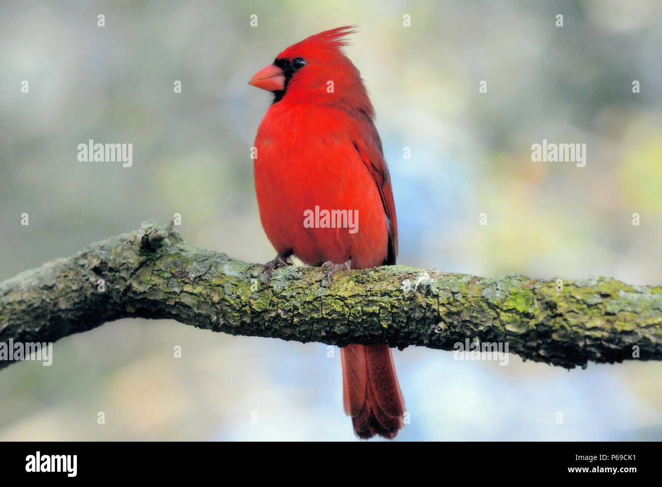 A Northern Cardinal bird - Cardinalis cardinalis, also referred to as ...