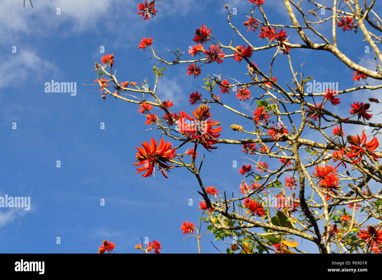 Red Coral Tree High Resolution Stock Photography and Images - Alamy