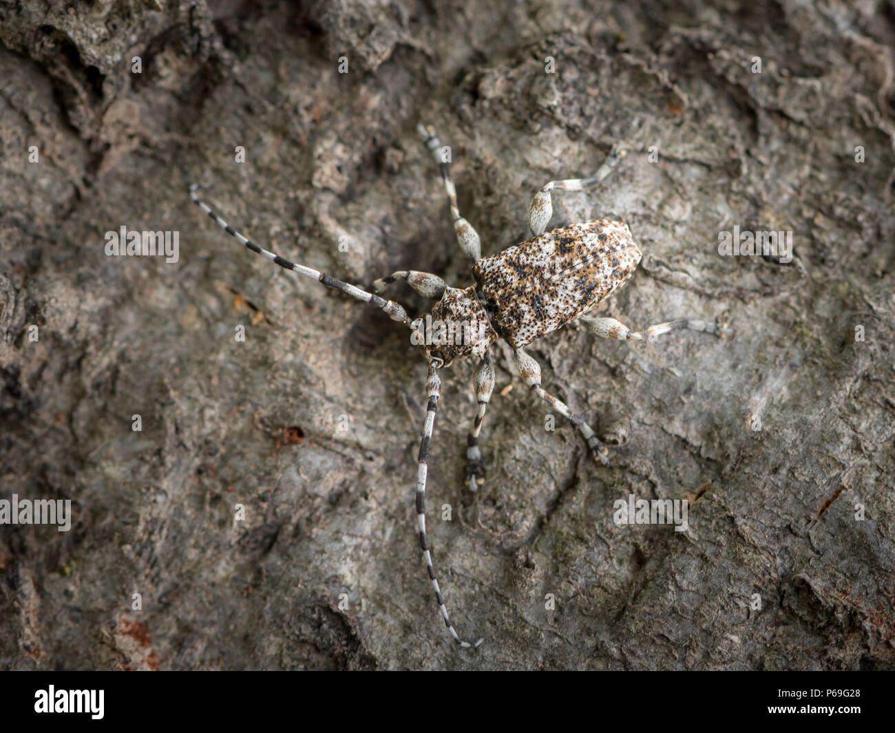 A small longhorn beetle (Aegomorphus clavipes) sitting on the trunk of ...