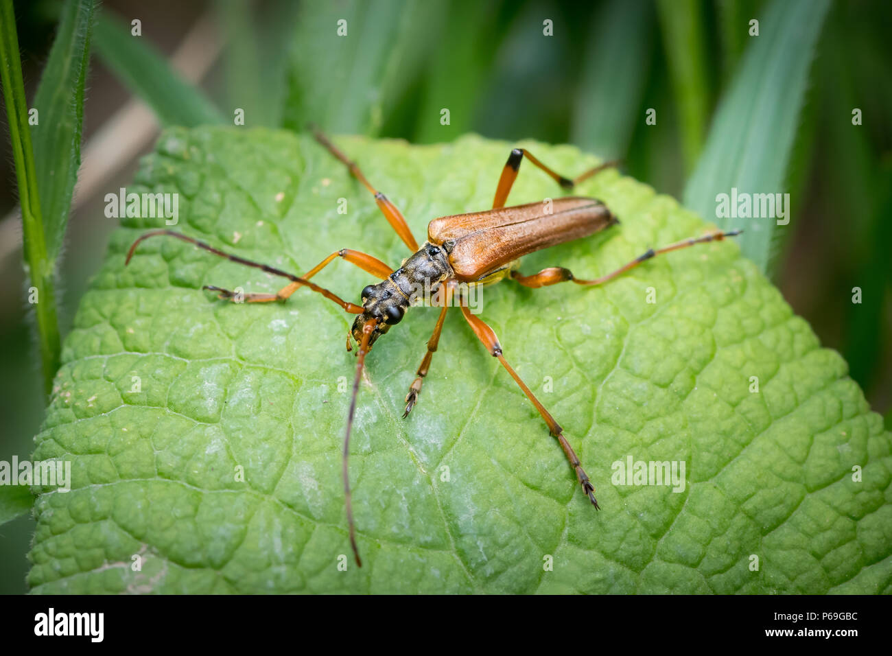 A brown longhorn beetle (Stenocorus meridianus) sitting on a green leaf ...
