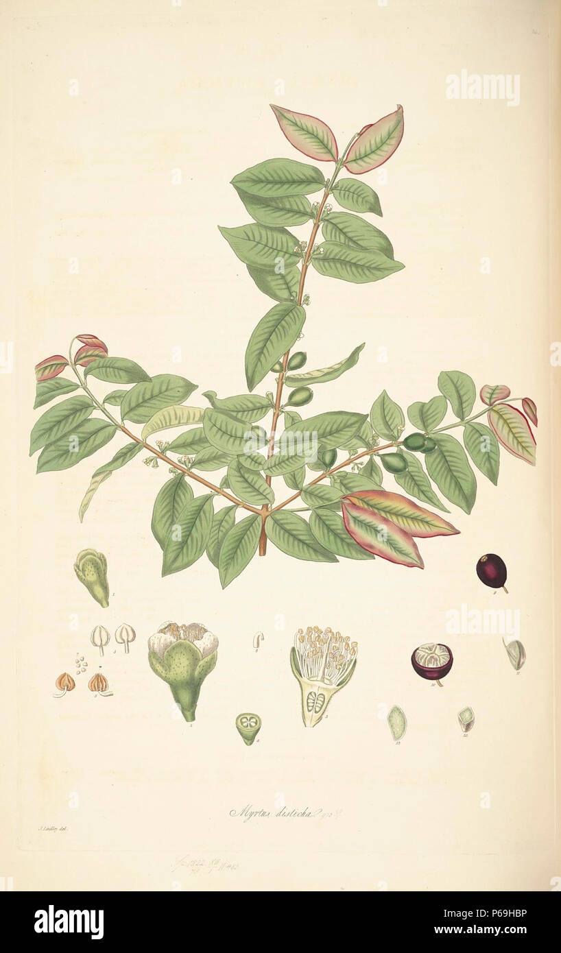 19 Mytrus disticha - John Lindley - Collectanea botanica (1821 Stock ...