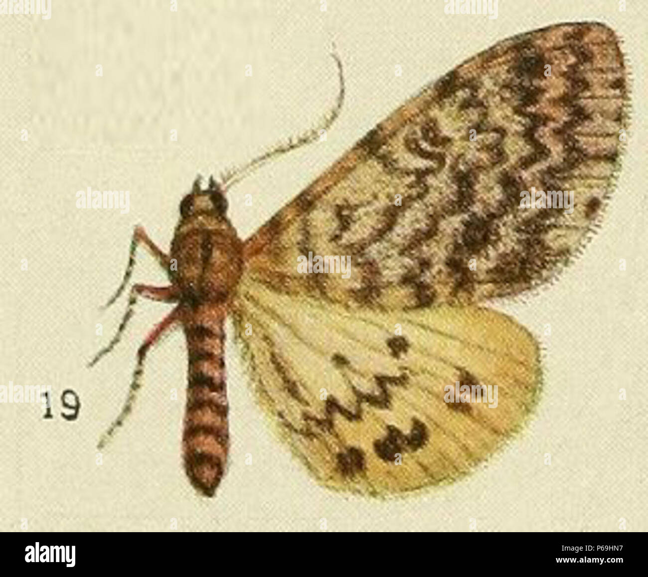19-(Pericallia hecate)-Paramaenas nephelistis hecate (Fawcett 1916 ...