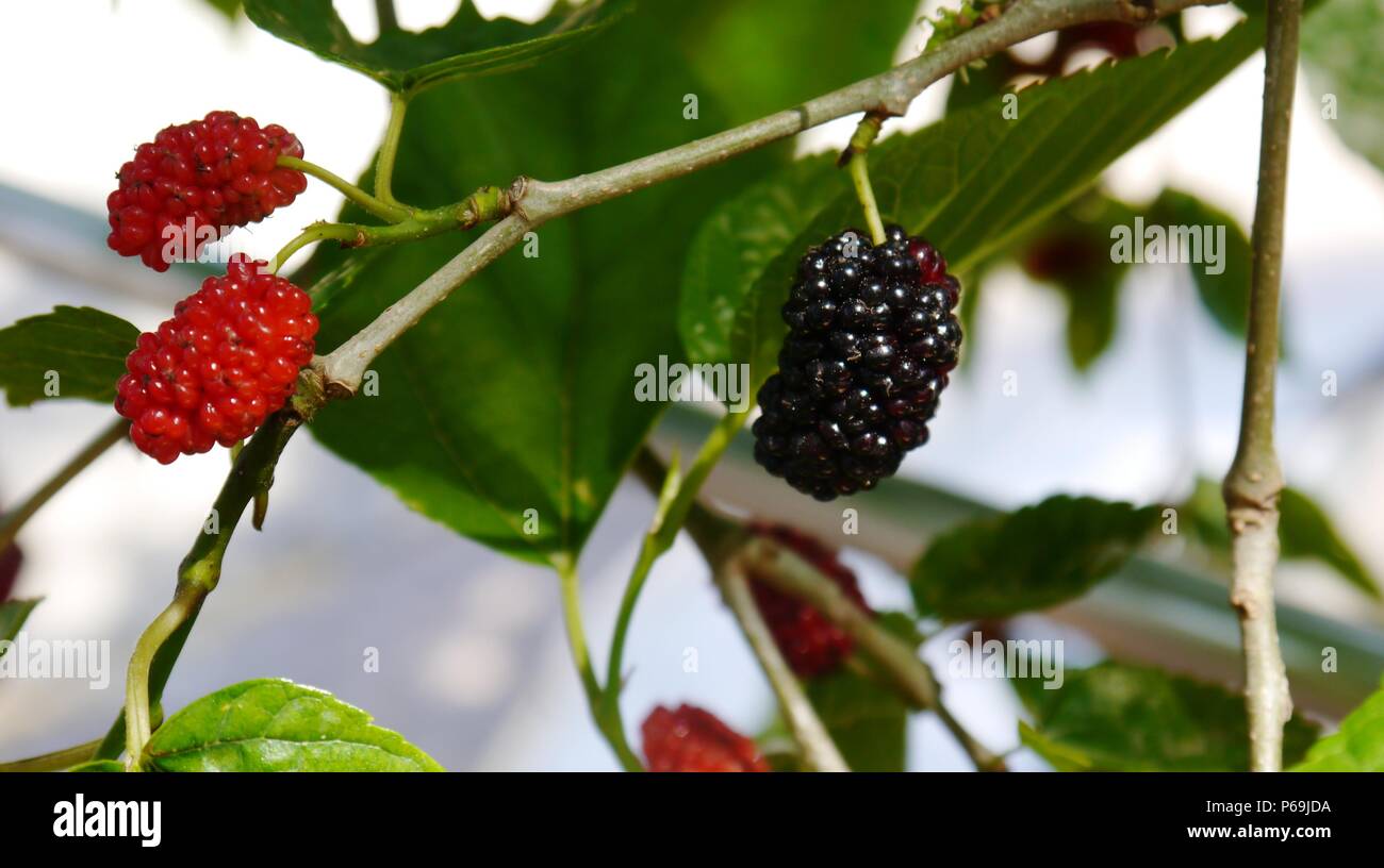 Mulberry bush hi-res stock photography and images - Alamy