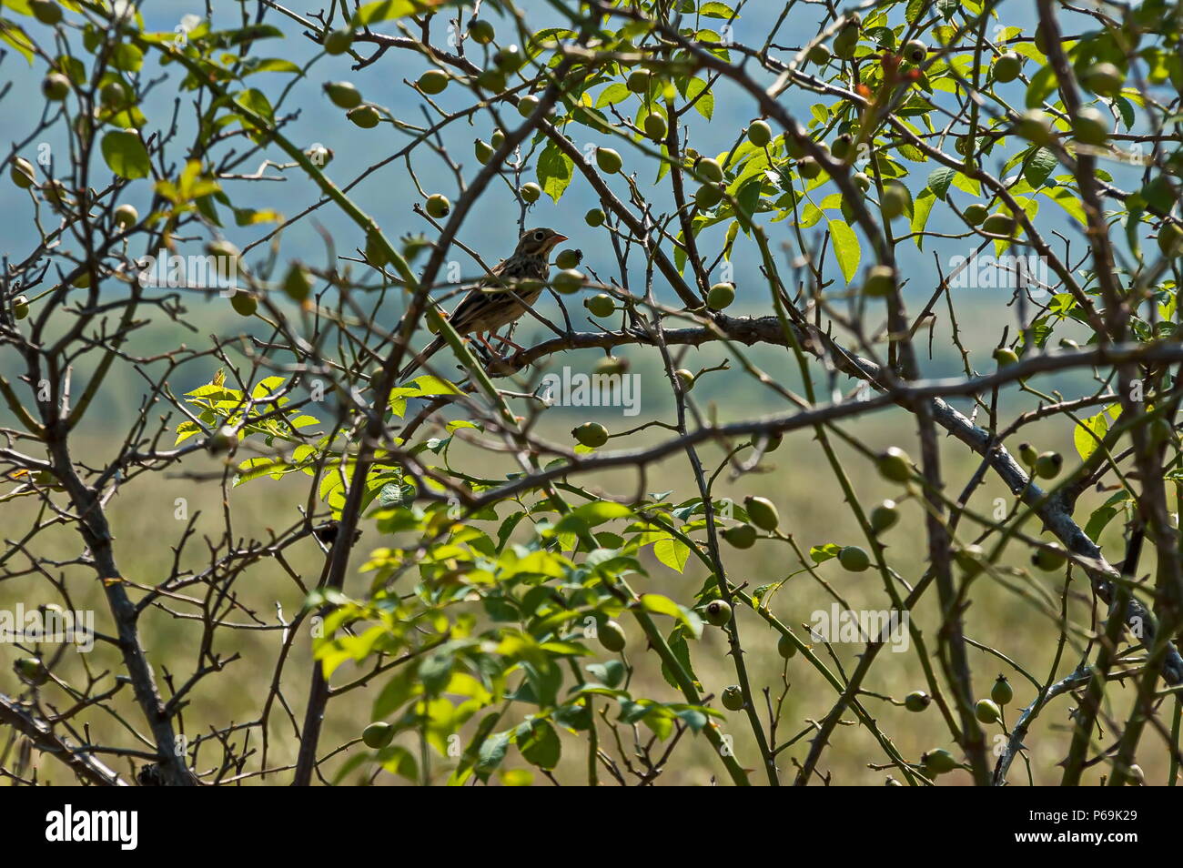 Nightingale wing hi-res stock photography and images - Alamy