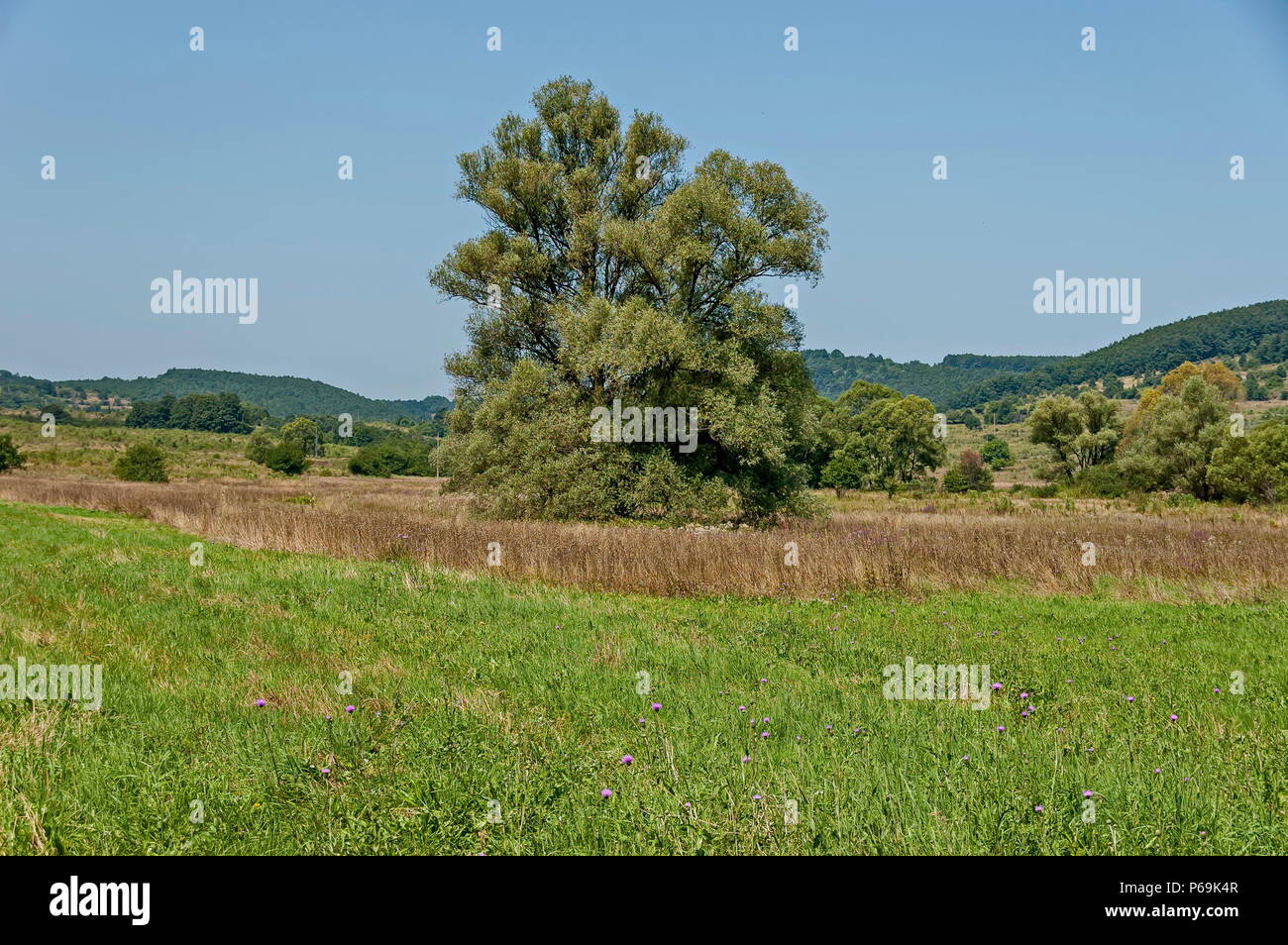 Landscape of summer nature with green glade, flower, forest and big ...
