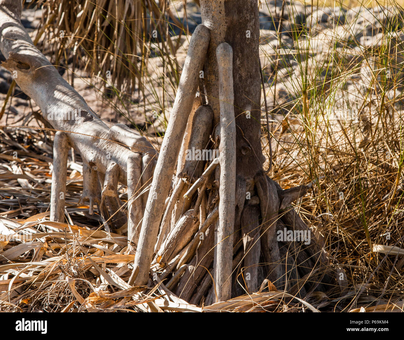 Fabricating a Brush from a Pandanus Air Root. Aborigines can do a lot ...