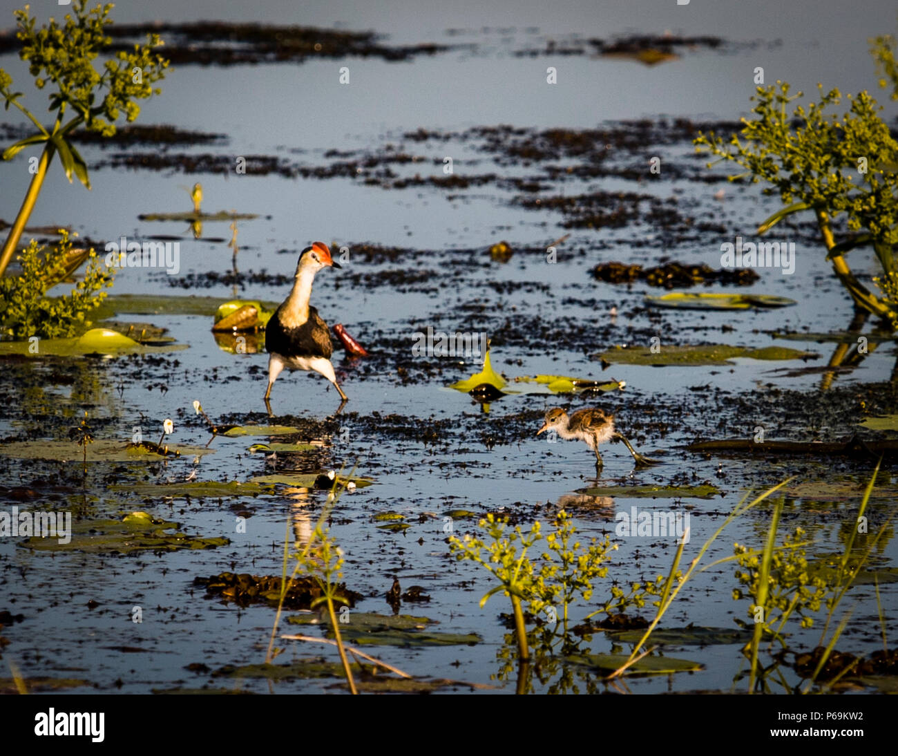 Jesus bird hi-res stock photography and images - Alamy