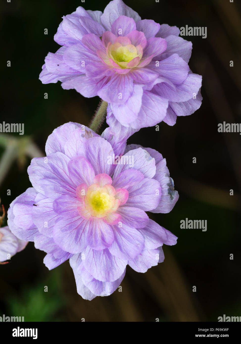 Pale blue, violet tinged double flowers of the meadow cranesbill ...