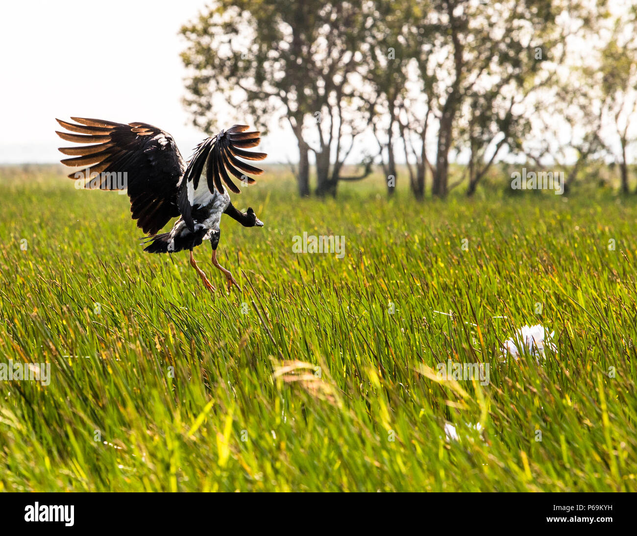 Magpie goose hi-res stock photography and images - Alamy