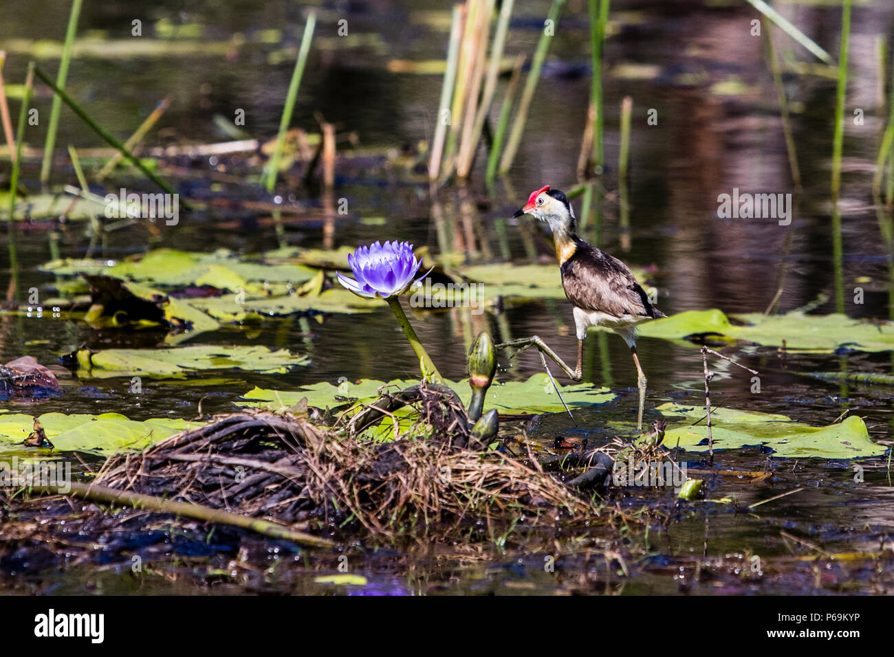 Lily trotter hi-res stock photography and images - Alamy