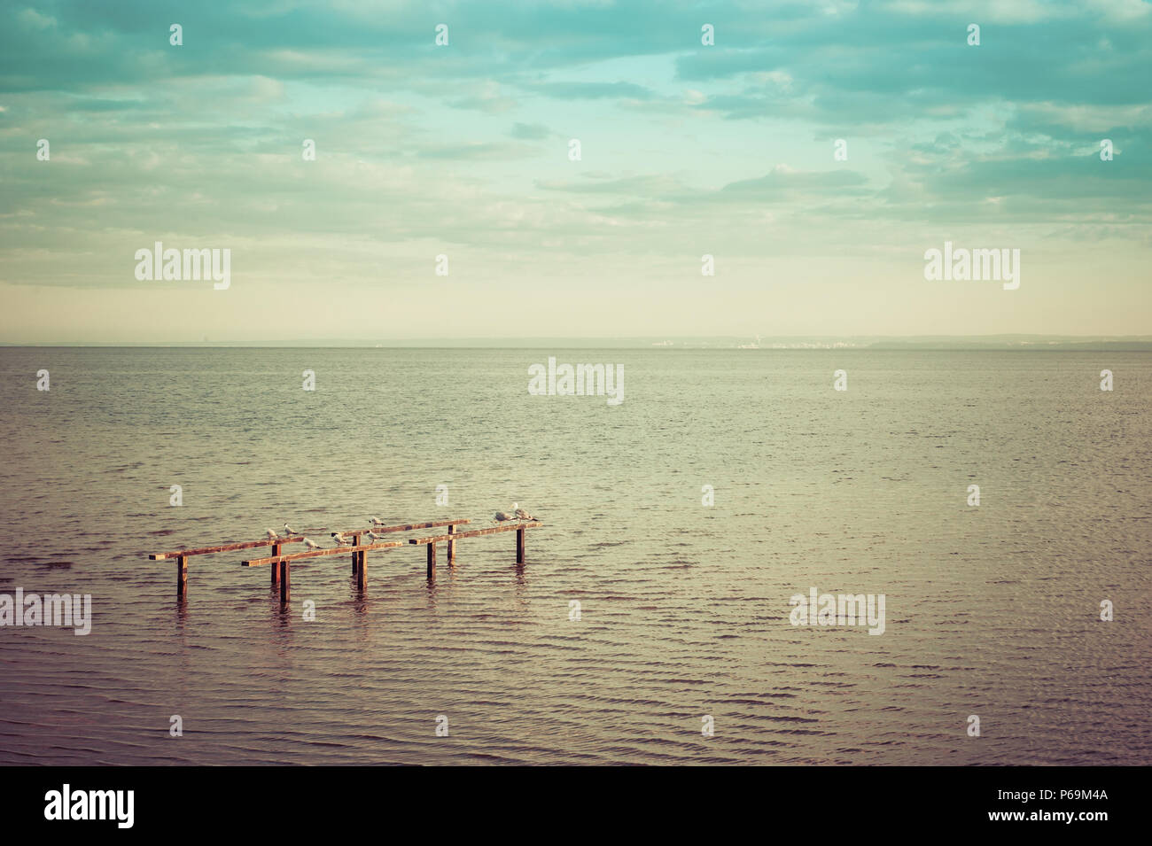 Sleeping seagulls hi-res stock photography and images - Alamy
