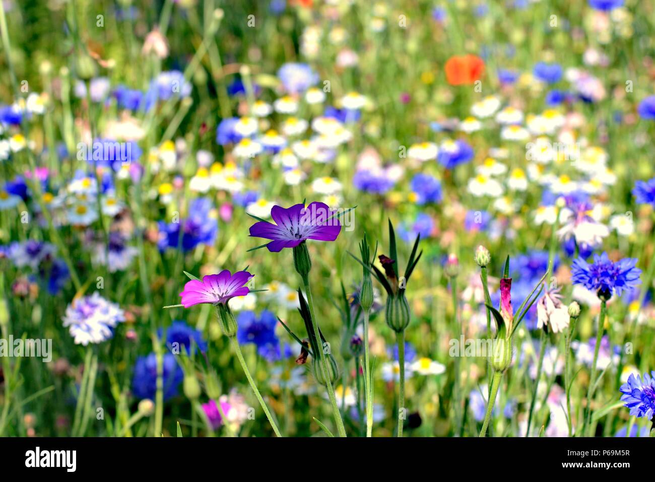 Beautiful environment hi-res stock photography and images - Alamy