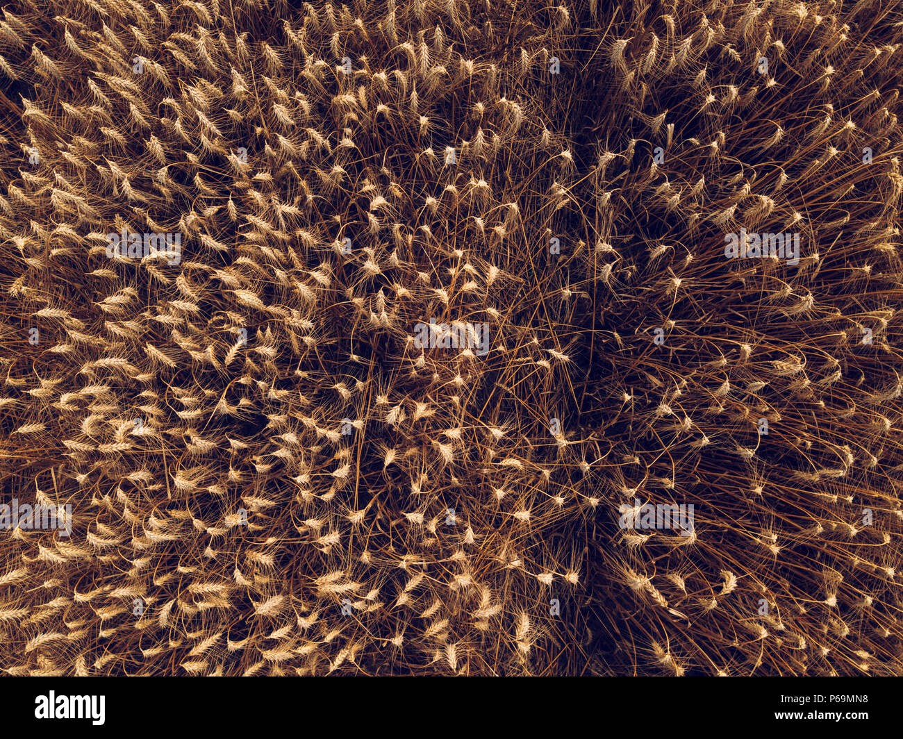 Aerial top view of ripe wheat field from drond point of view Stock ...