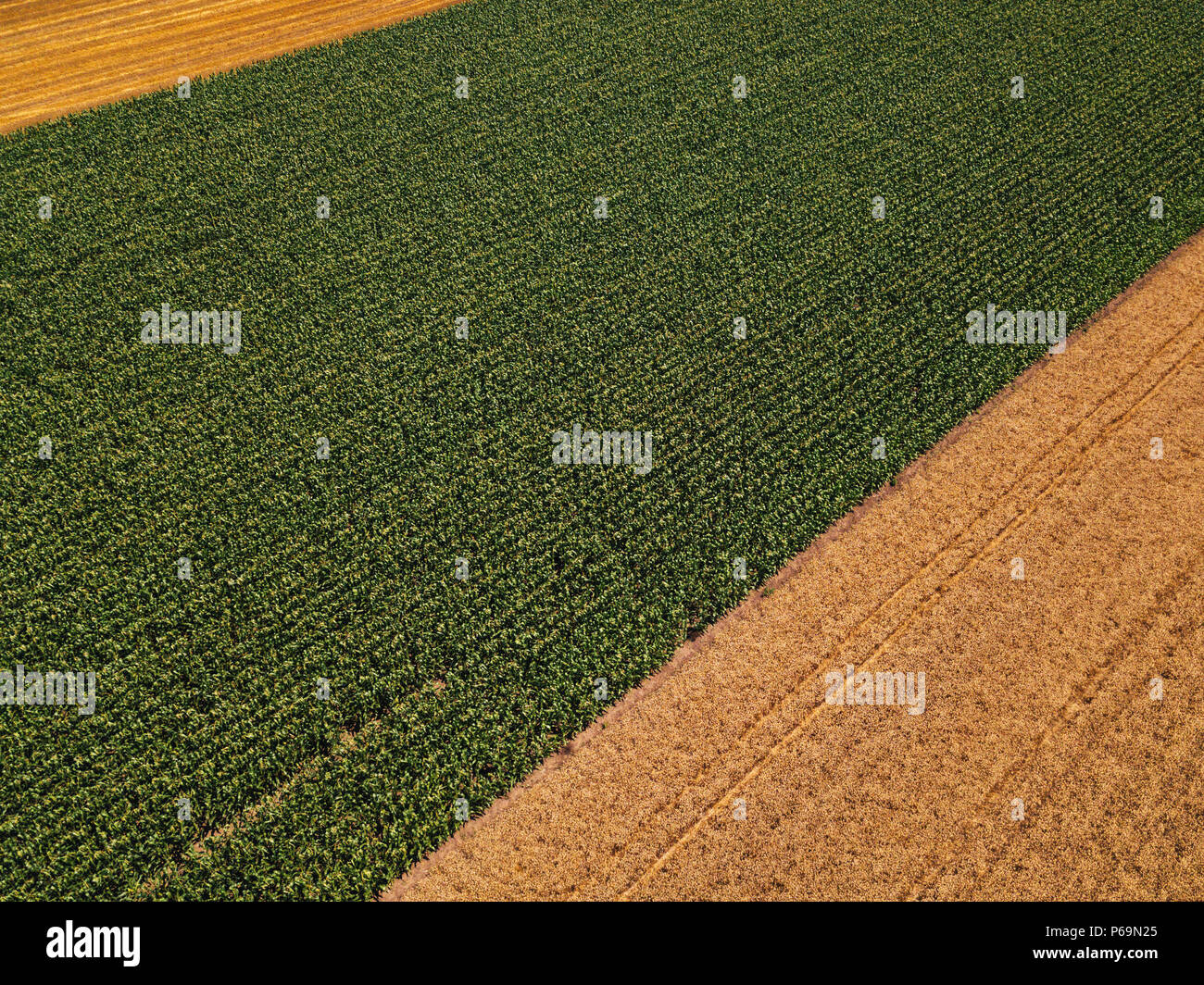 Aerial view of cultivated corn and wheat field from drone perspective ...