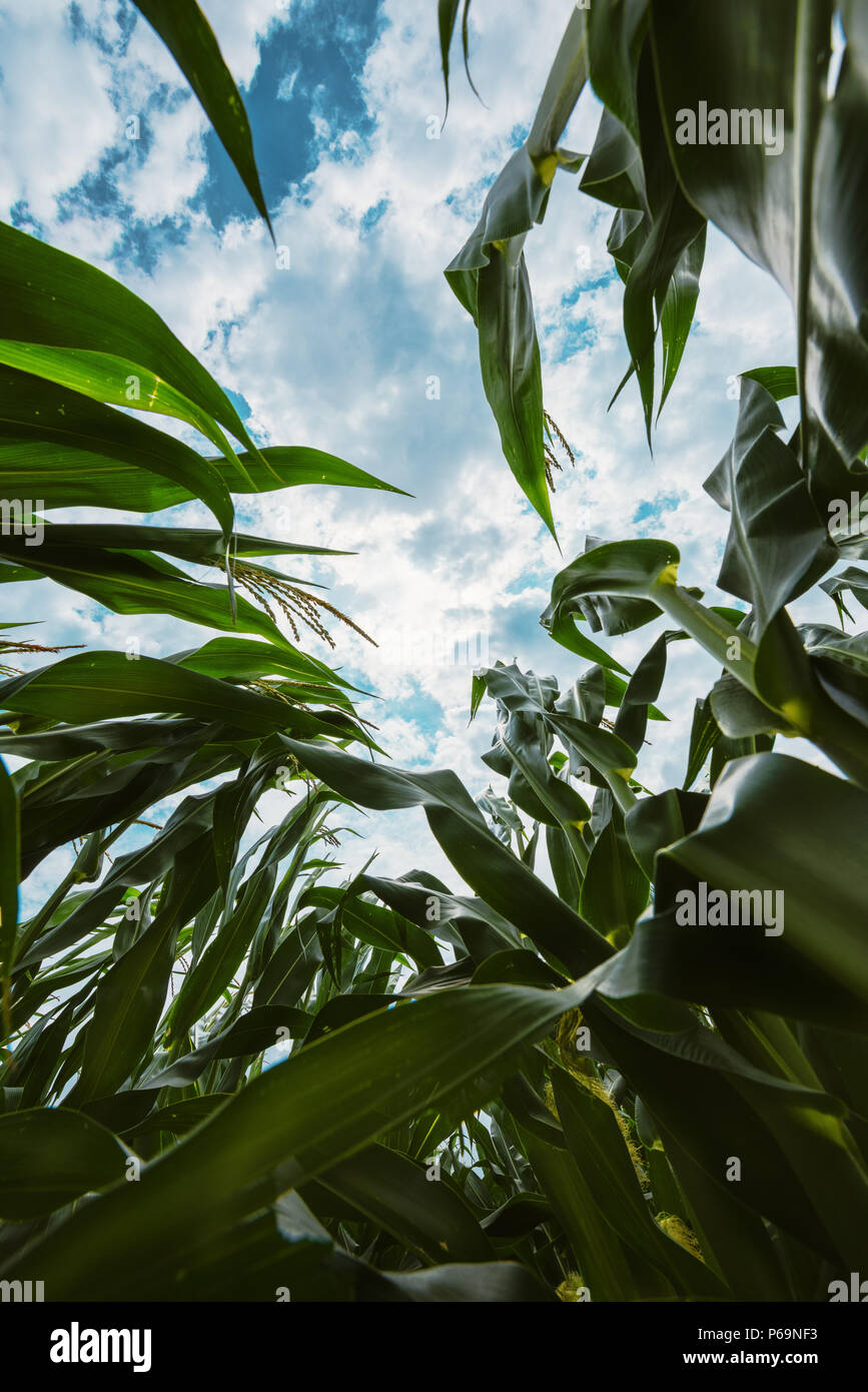 Corn crop from below. Maize plants growing high up to the sky, low ...
