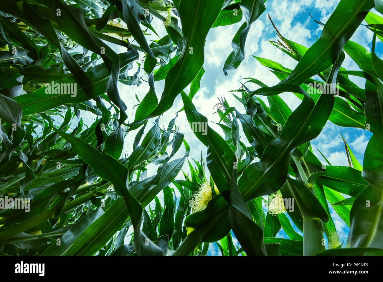 Ripening maize crop hi-res stock photography and images - Alamy