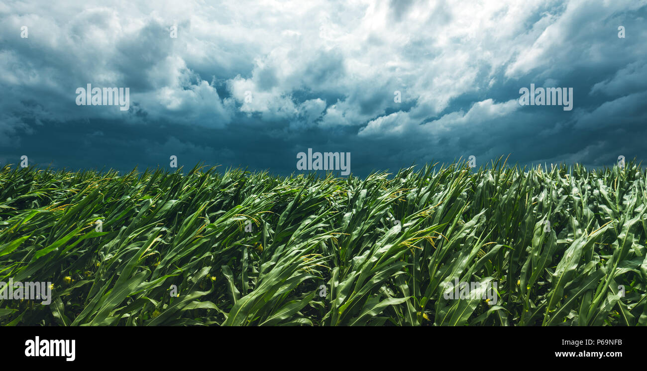 Corn field and stormy sky, strong wind is blowing and bending plants in ...