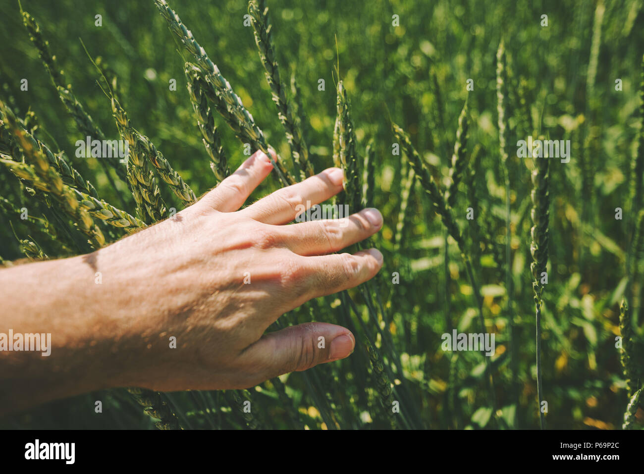Agronomist examining spelt wheat crop development in cultivated field ...