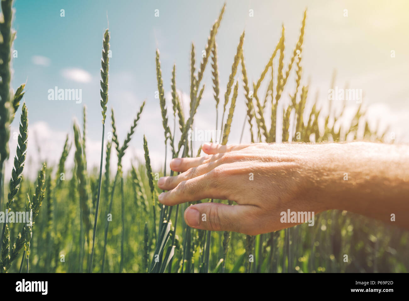 Farm worker examining spelt wheat crop development in cultivated field ...