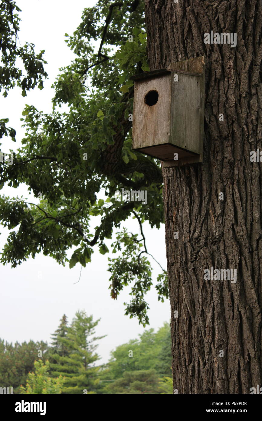 Wooden bird house mounted on the trunk of a huge tree Stock Photo - Alamy