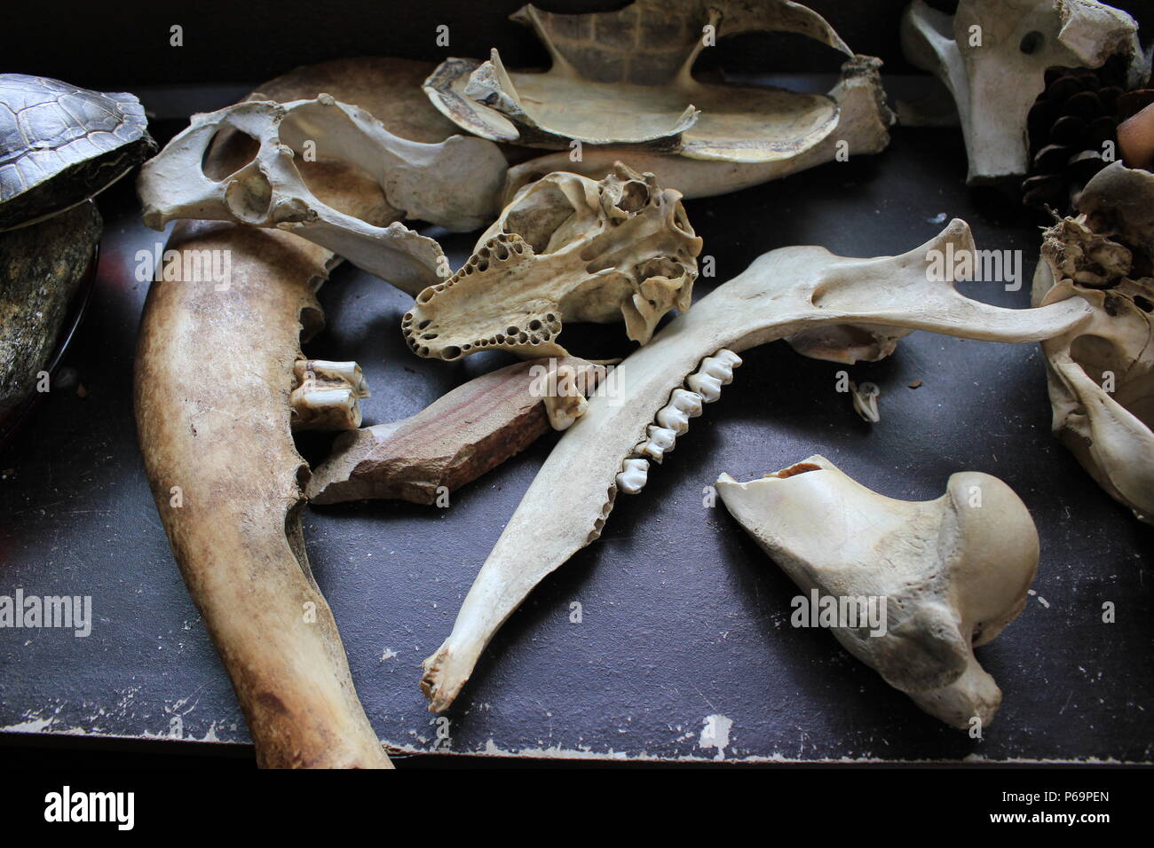 Authentic Relics High Resolution Stock Photography and Images - Alamy