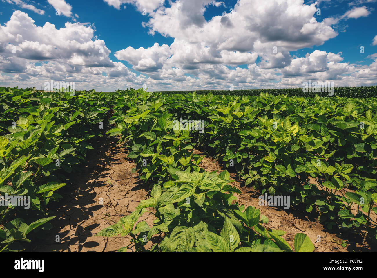 Organic soybean crop landscape with stunning clouds over horizon in ...